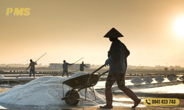Khám phá quy trình sản xuất muối tại Việt Nam - PMS Việt Nam